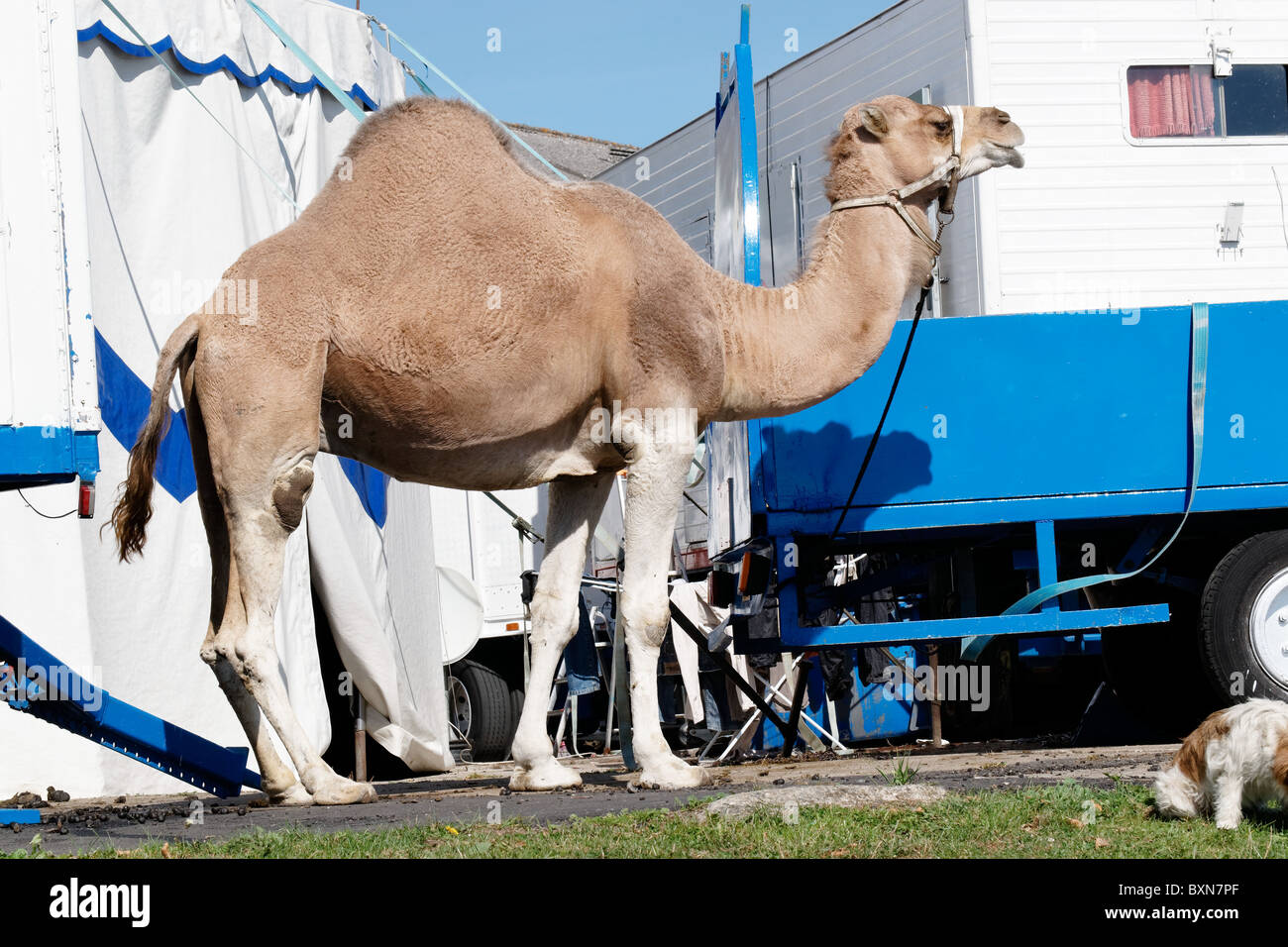 Circus camel hi-res stock photography and images - Alamy