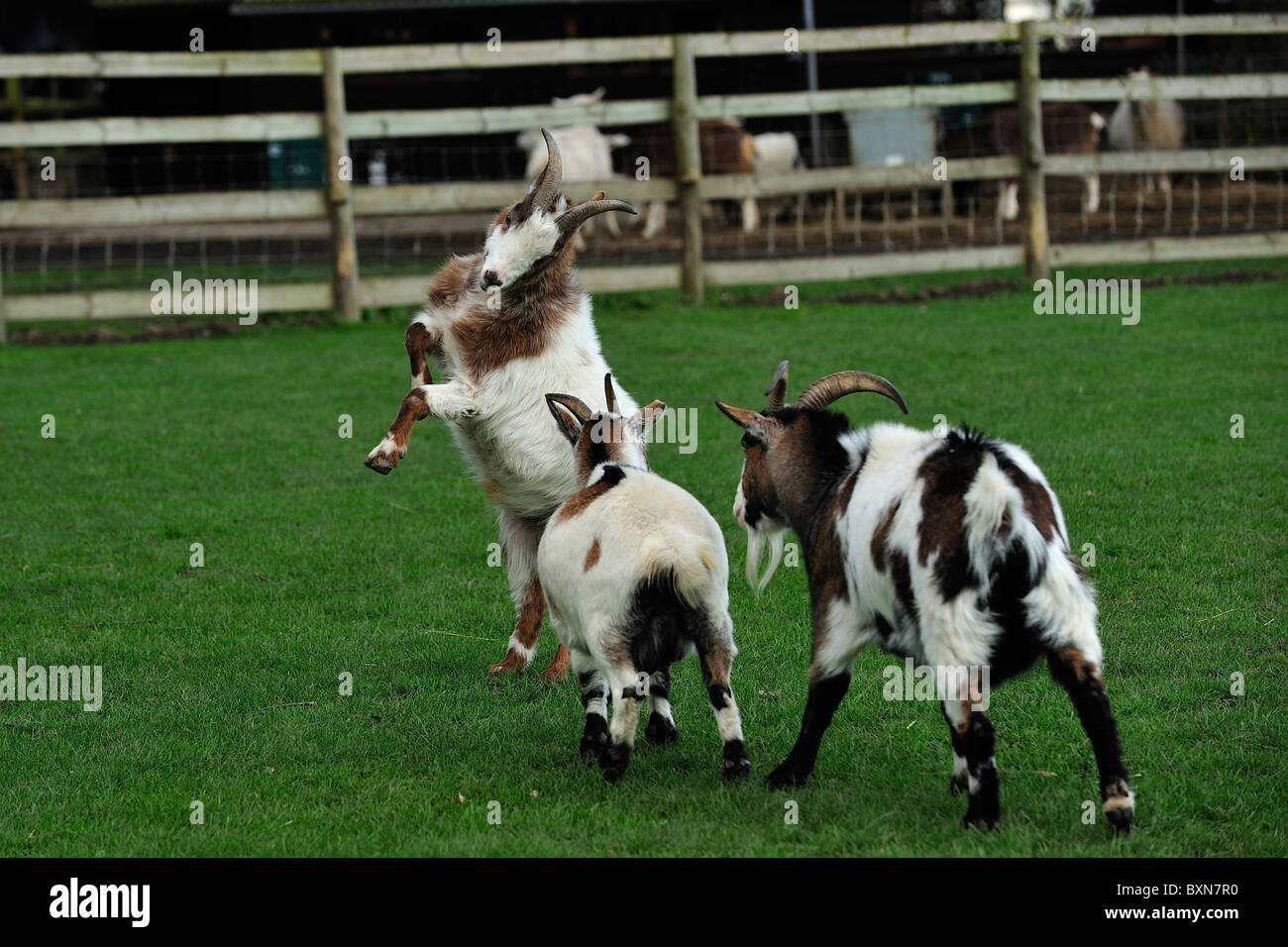 Fighting goat hi-res stock photography and images - Alamy
