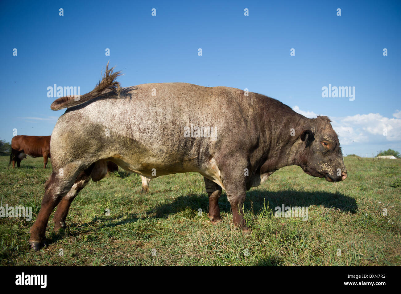 Blue bull cattle hi-res stock photography and images - Alamy