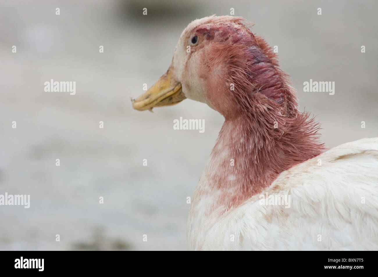 Beaten female duck as a result of mating (the male bites the neck Stock ...