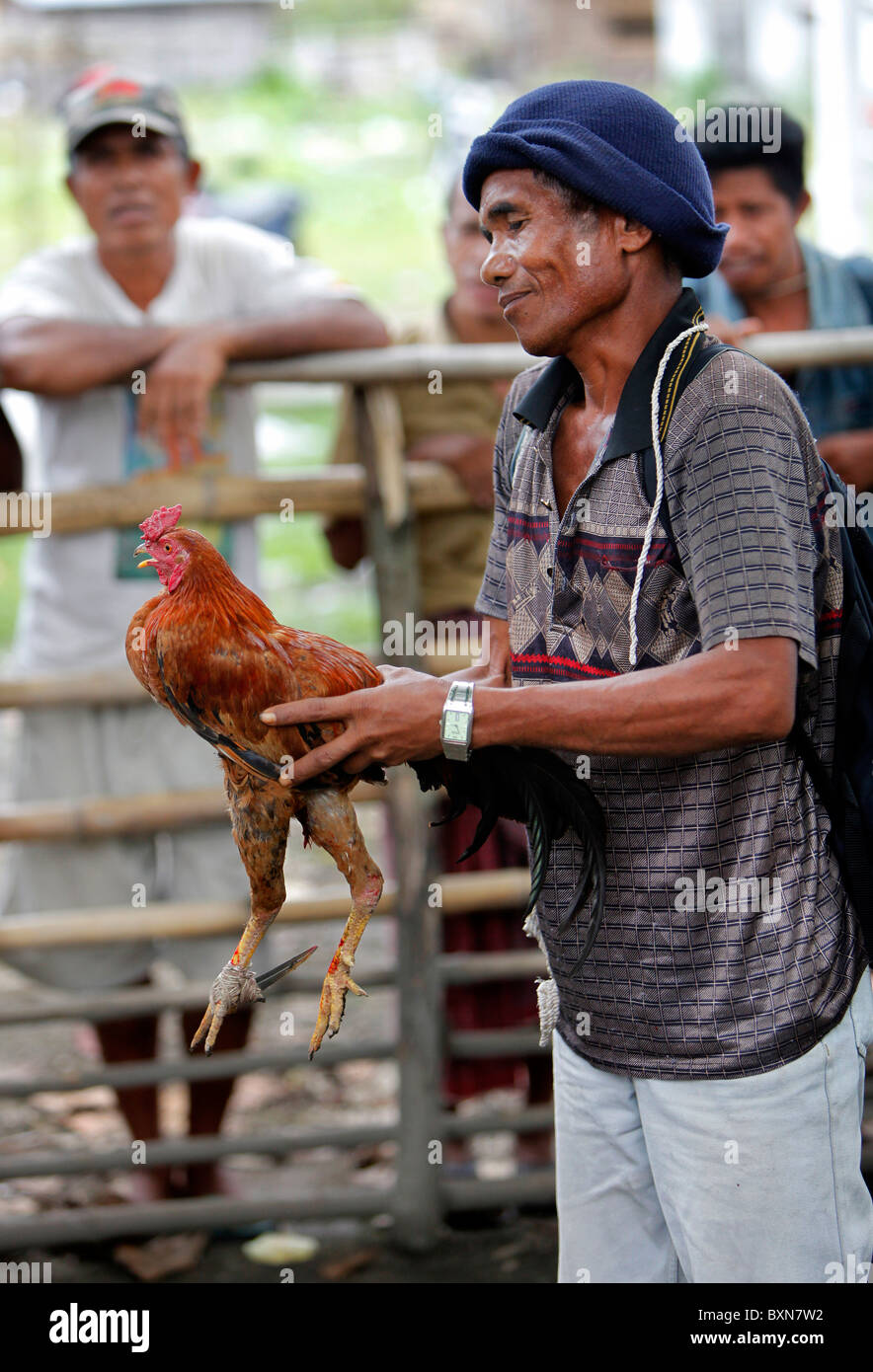 Man with his cock in a fighting ring in the village of Salele, Timor ...