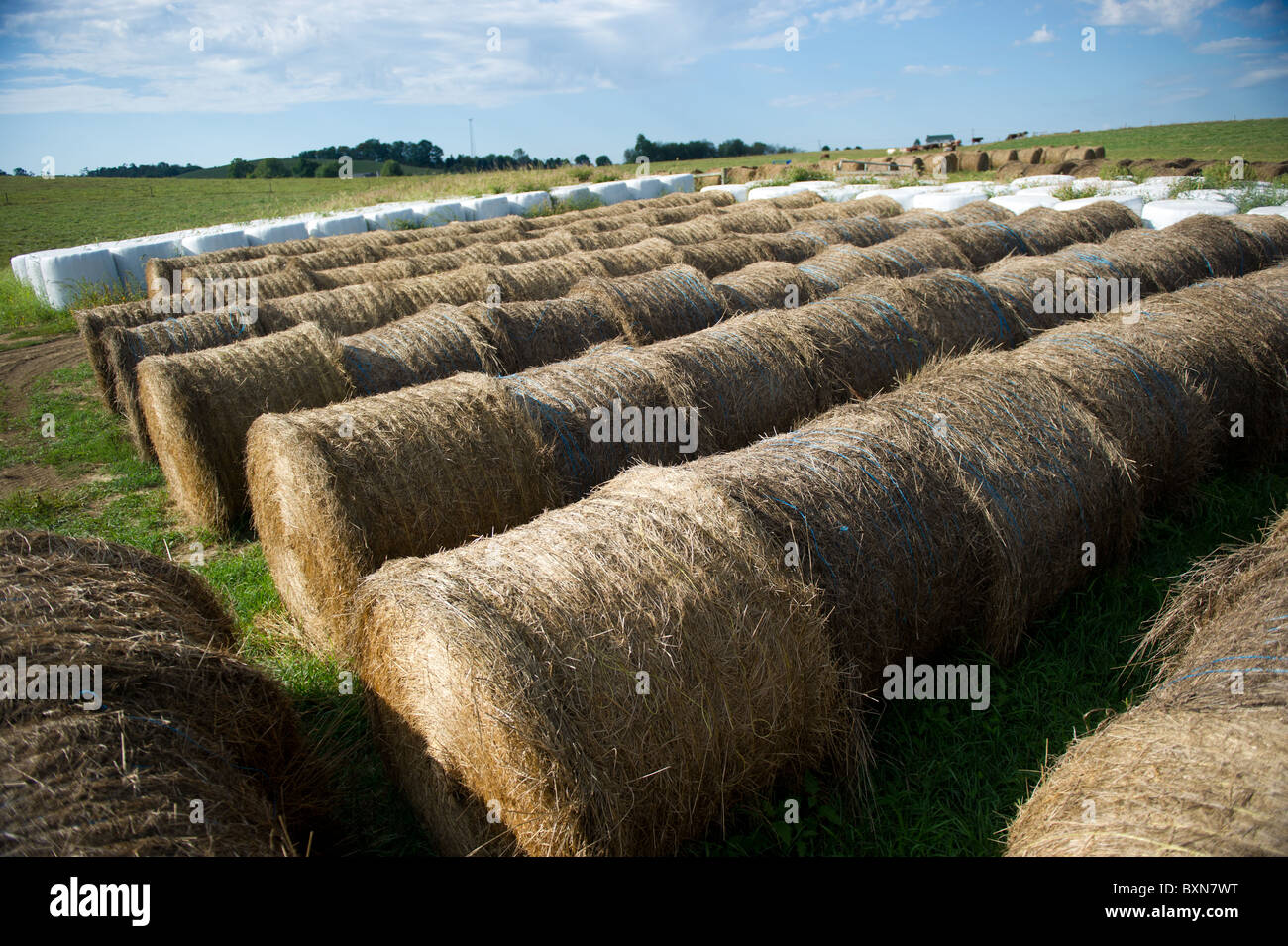 Round Hay bales Stock Photo - Alamy