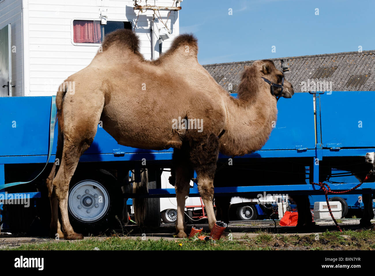Circus camel hi-res stock photography and images - Alamy