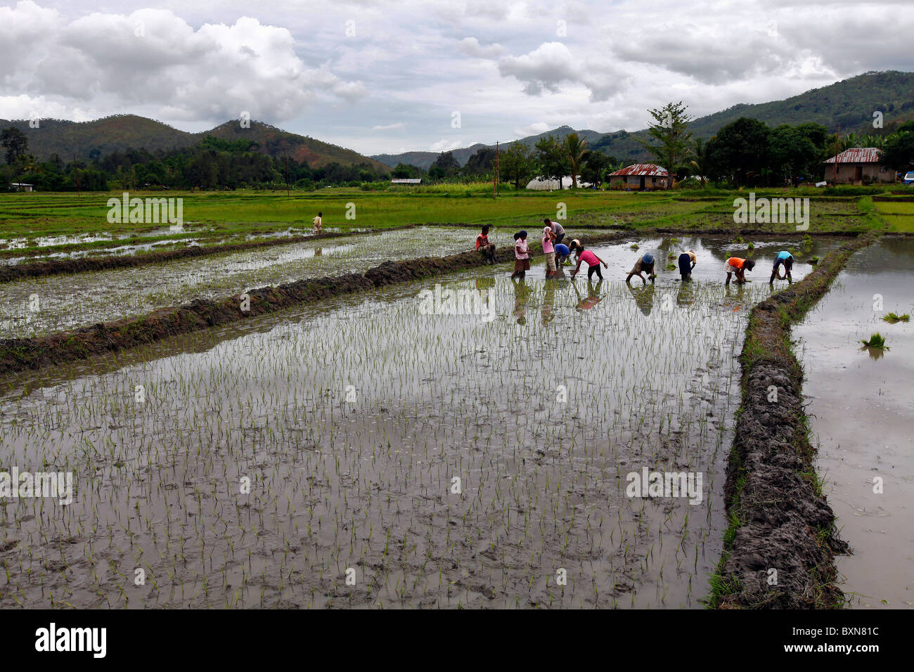 Farmers planting rice in a paddy field in Timor Leste (East Timor Stock ...