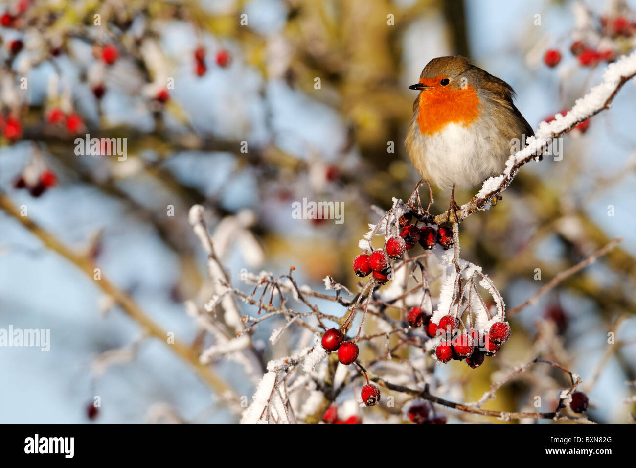 Robin berries winter hi-res stock photography and images - Alamy