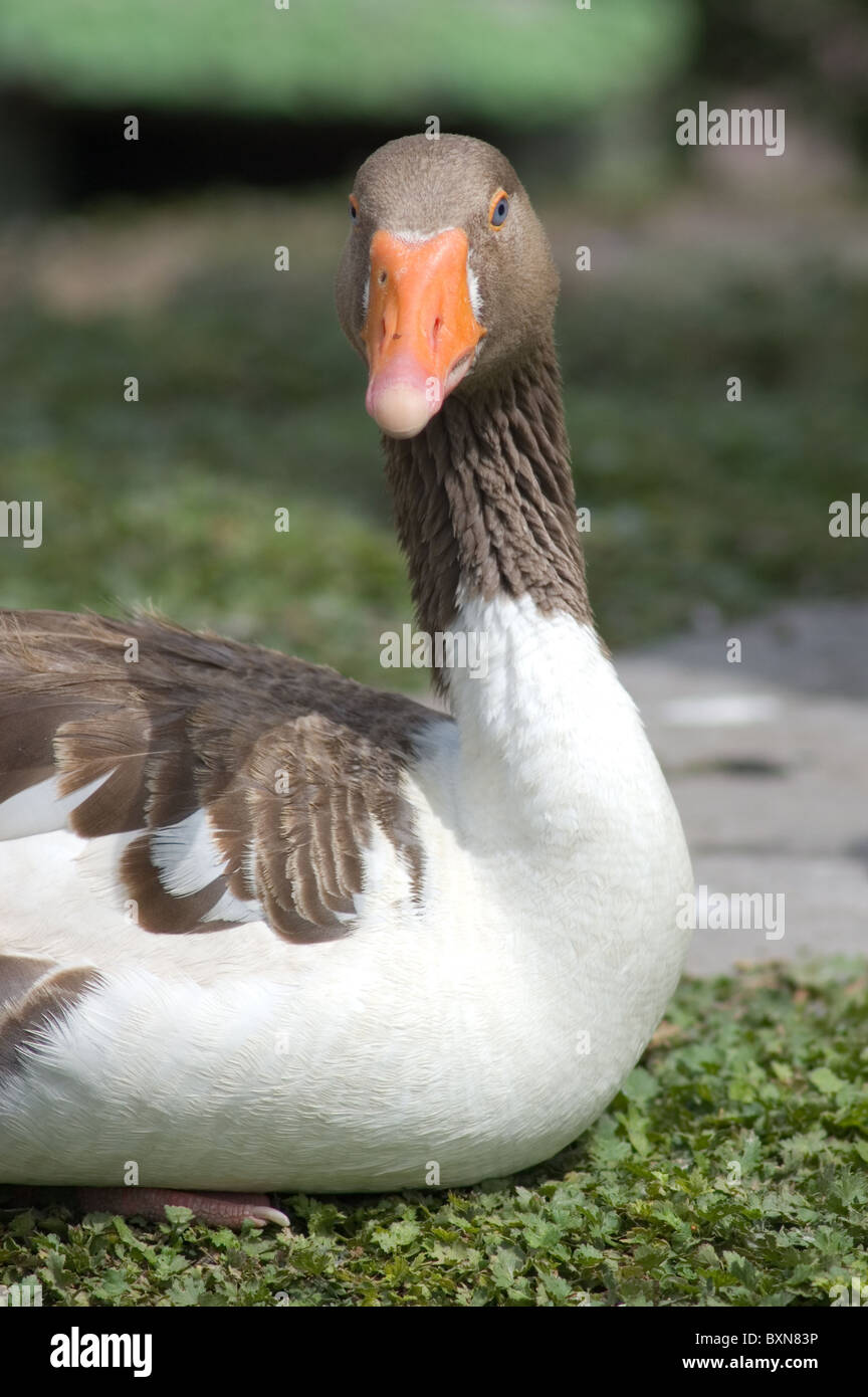 Photo of a goose Stock Photo - Alamy