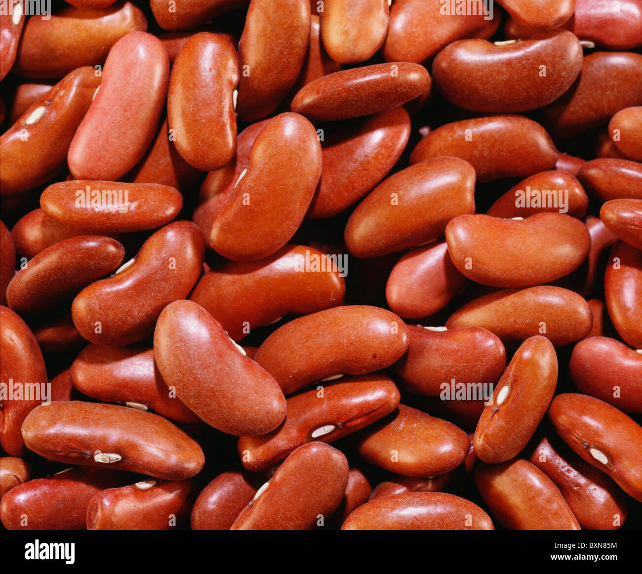 KIDNEY BEANS / STUDIO Stock Photo - Alamy