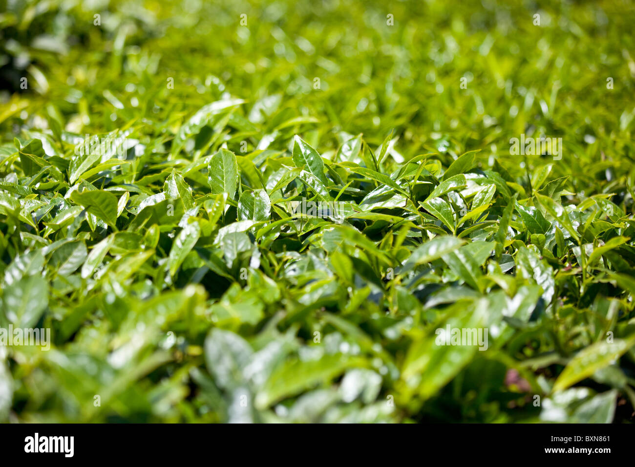 Kiambethu Tea Farm, Nairobi, Kenya Stock Photo - Alamy