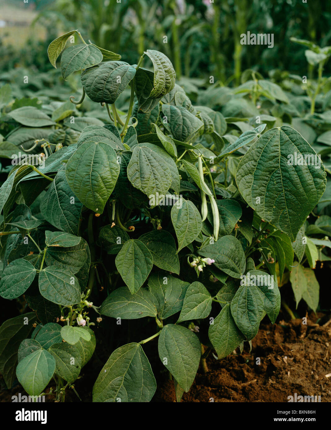 Growing french beans hi-res stock photography and images - Alamy
