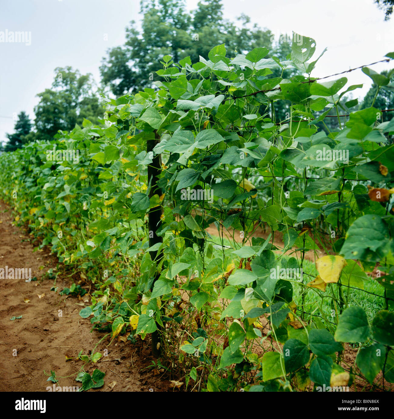 American field and wire hi-res stock photography and images - Alamy