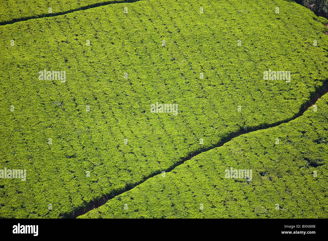 Kiambethu Tea Farm, Nairobi, Kenya Stock Photo - Alamy