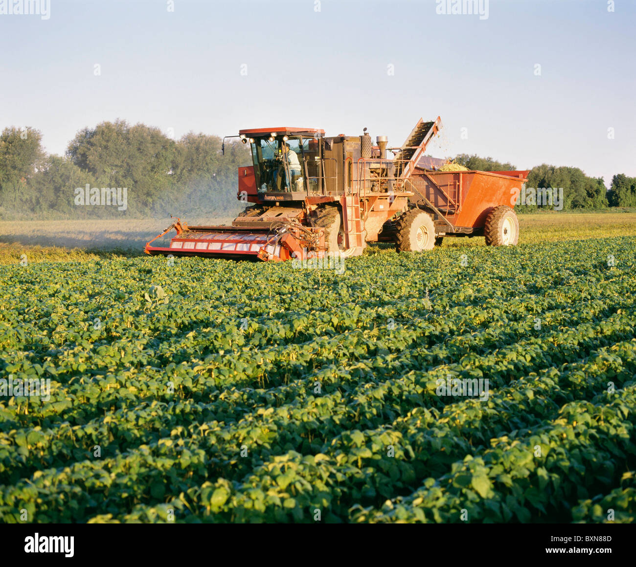 HARVESTING YELLOW WAX BEANS BYRON 9400 HARVESTER WITH DUMP CART MOUNT ...