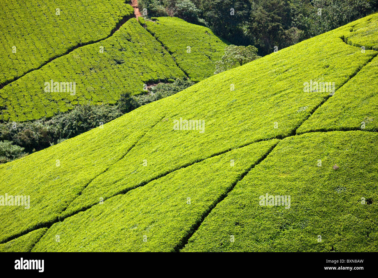 Kiambethu Tea Farm, Nairobi, Kenya Stock Photo - Alamy