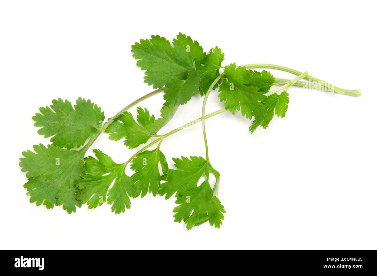 coriander on a white background Stock Photo - Alamy