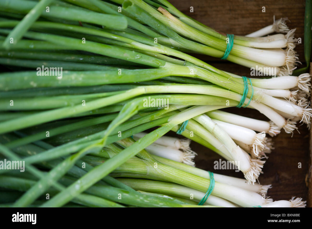 Bundle of onions hi-res stock photography and images - Alamy
