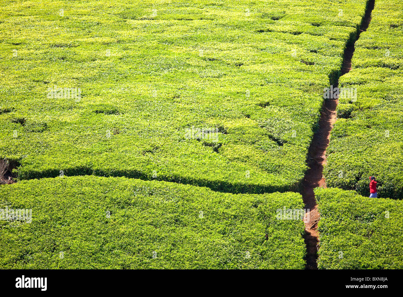 Tea plantation kenya hi-res stock photography and images - Alamy