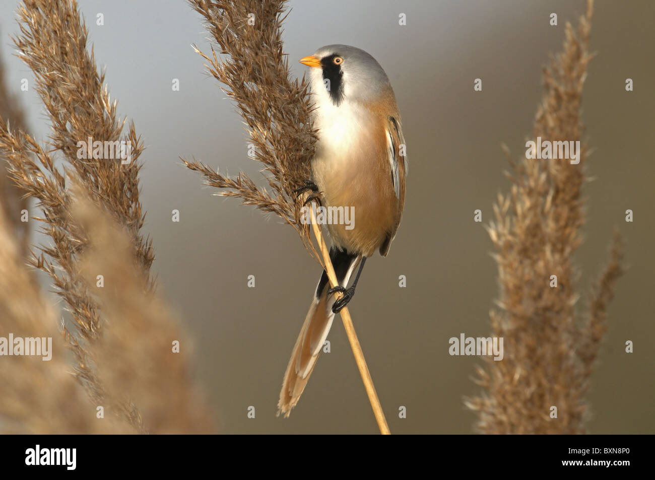 Male Bearded reedling or tit Panurus biarmicus feeds on phragmites ...