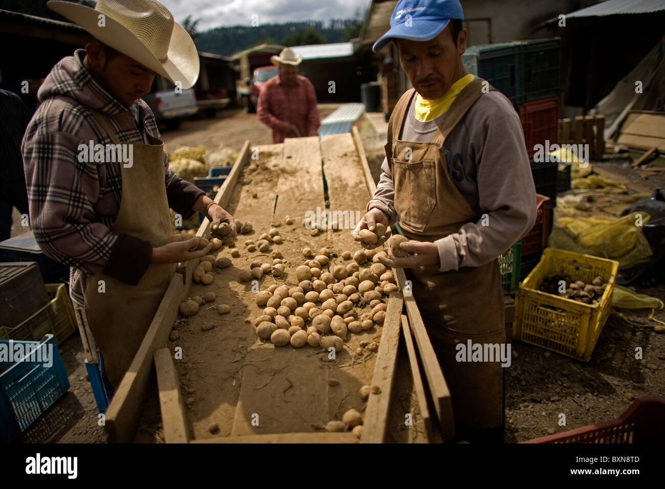 Mexico farm workers hi-res stock photography and images - Alamy