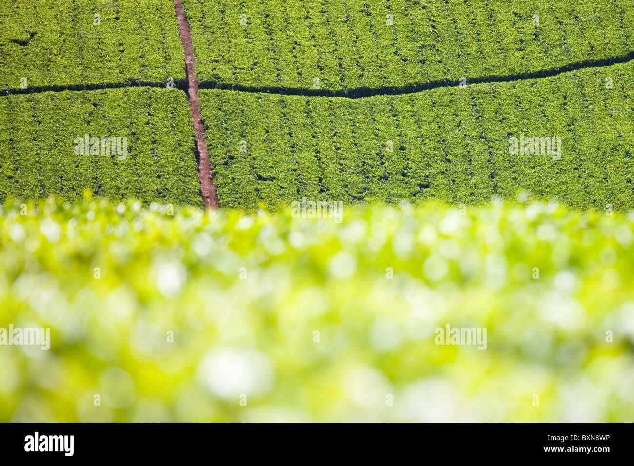 Kenyan tea fields hi-res stock photography and images - Alamy