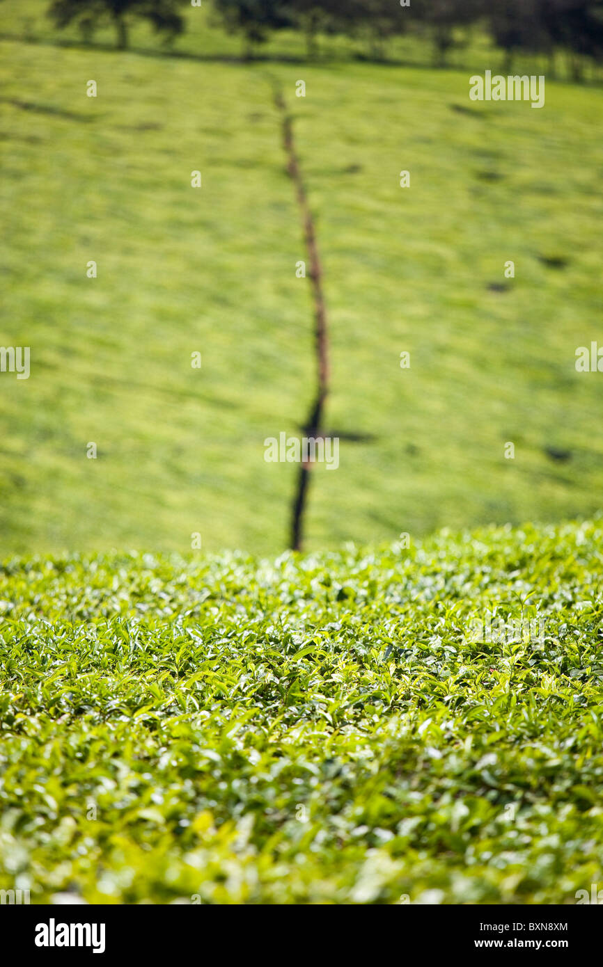 Kiambethu Tea Farm, Nairobi, Kenya Stock Photo - Alamy