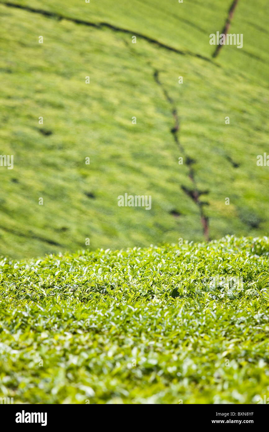 Kenya tea fields hi-res stock photography and images - Alamy