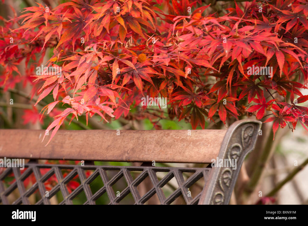Detail of the bench and autumn leaves of maple tree in the park Stock ...