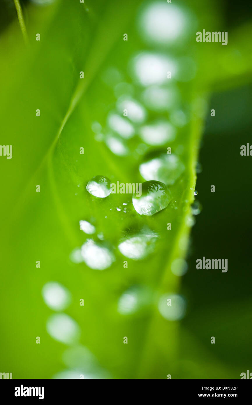 silver water drops on a leaf Stock Photo - Alamy