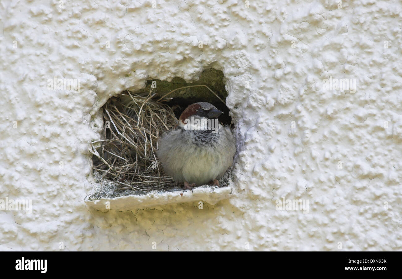 House sparrow nest hi-res stock photography and images - Alamy