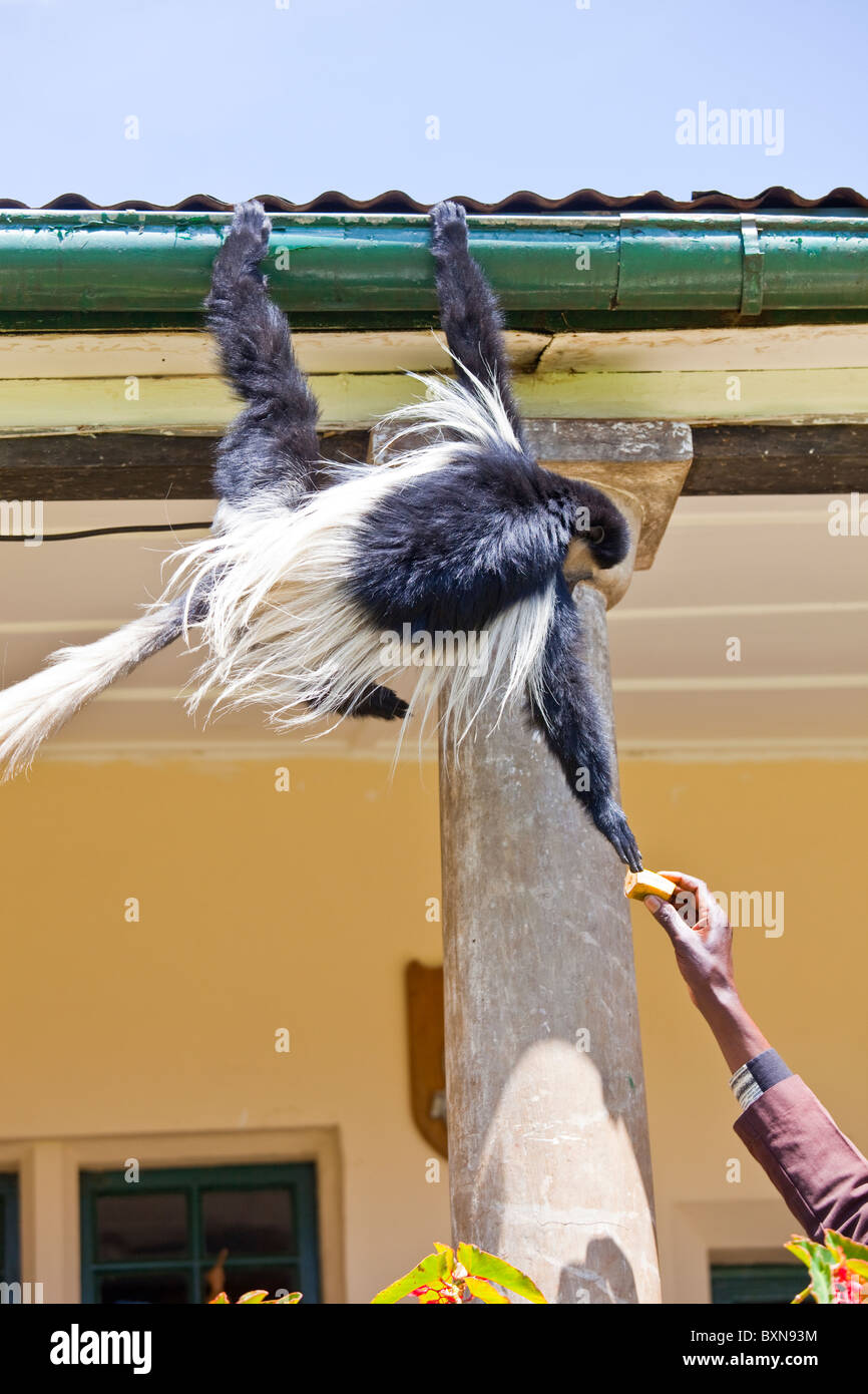 Colobus Monkey, Kiambethu Farm, Nairobi, Kenya Stock Photo - Alamy