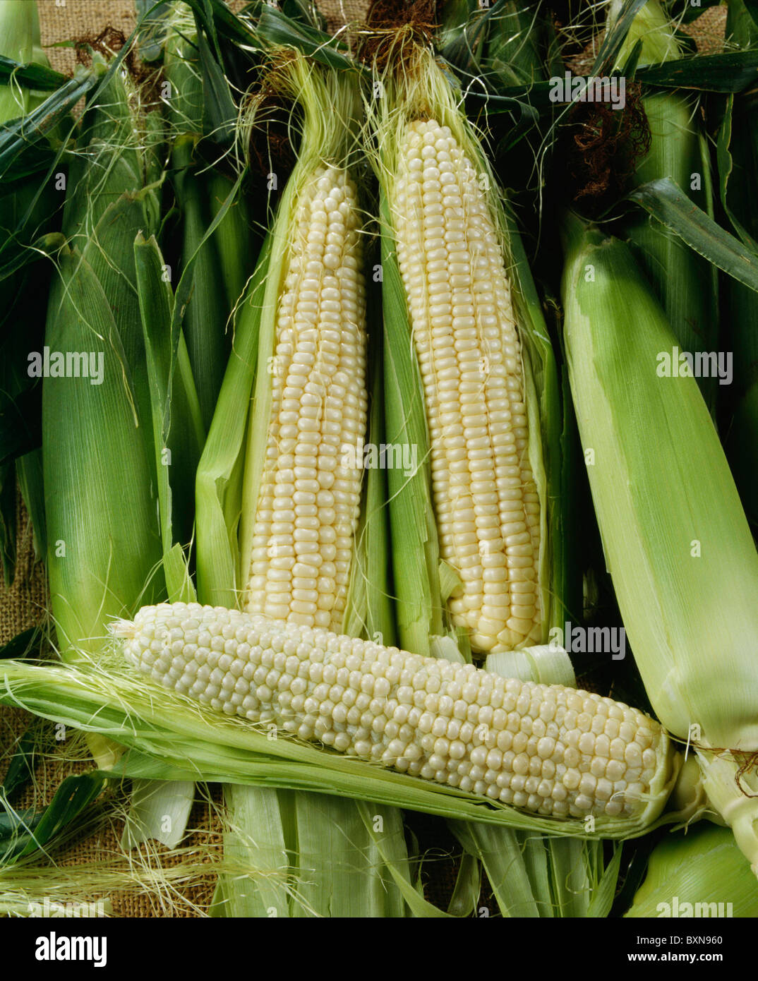 SWEET CORN STUDIO Stock Photo - Alamy