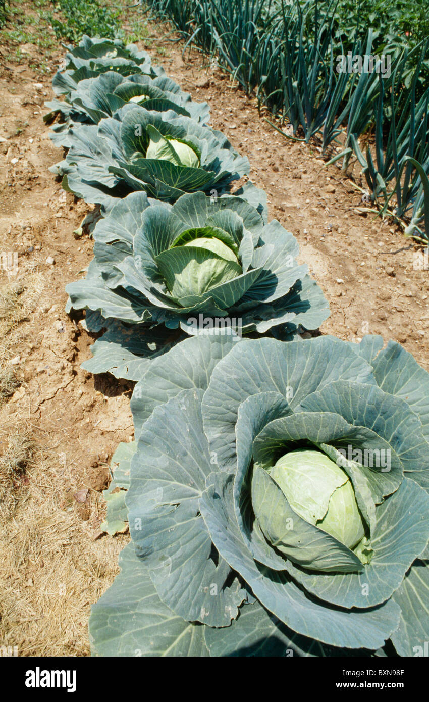 CABBAGE GROWING IN GARDEN LITITZ, PA Stock Photo - Alamy