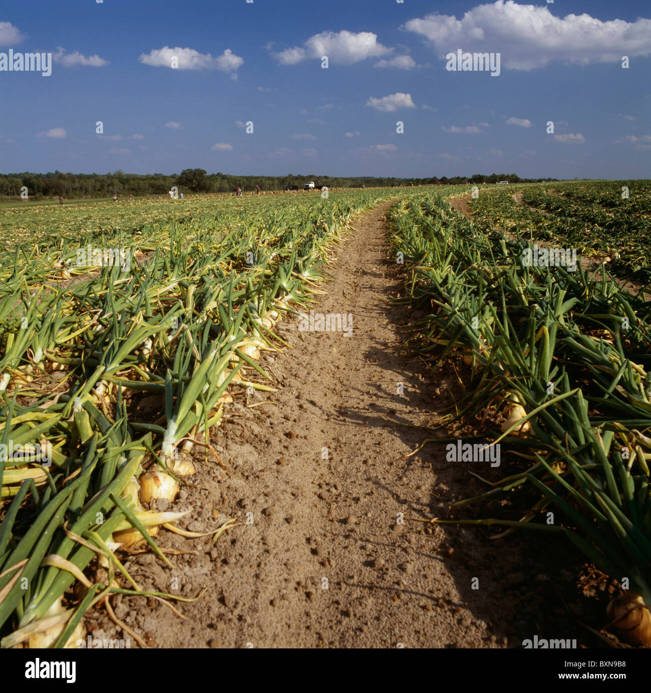 Georgia vidalia onion hi-res stock photography and images - Alamy