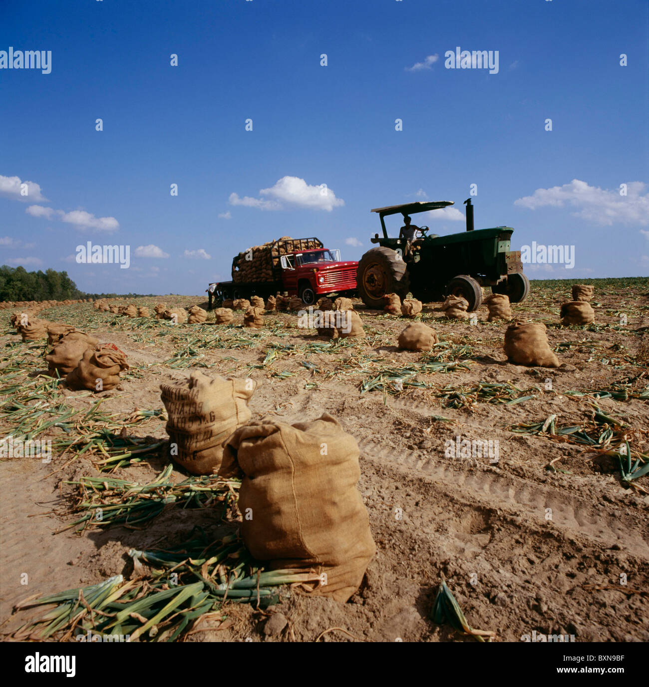 ONION HARVEST WORKERS IN FIELD LOADING FILLED BAGS OF ONIONS ONTO BED ...
