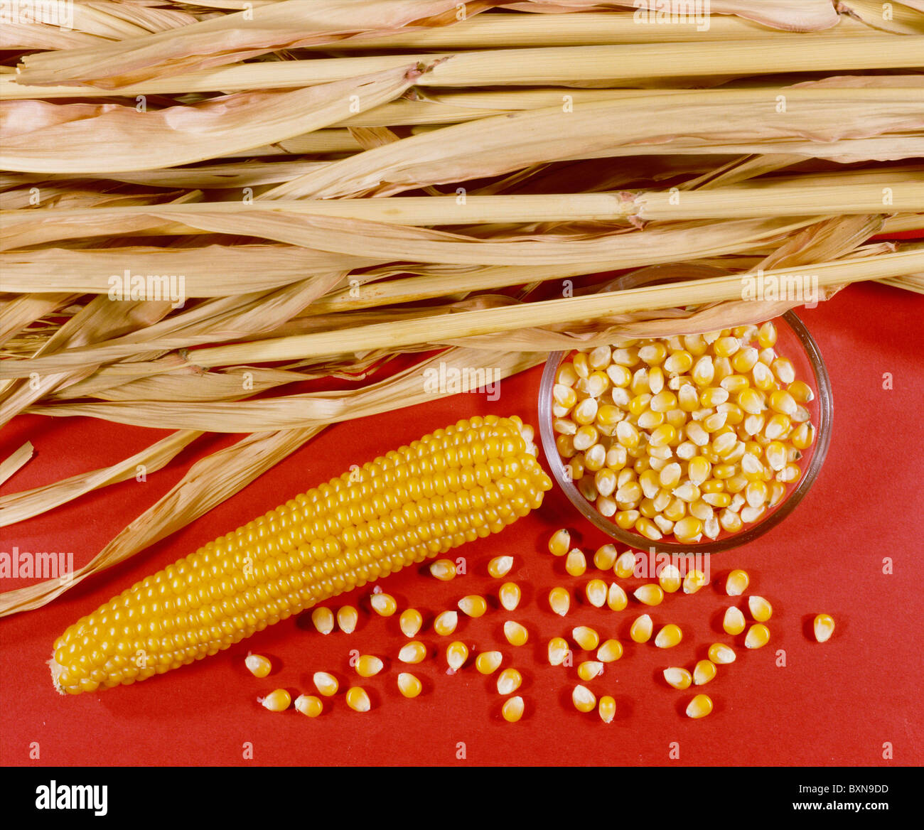 POPCORN, PEARL TYPE (ZEA MAYS EVERTA) / STUDIO Stock Photo - Alamy