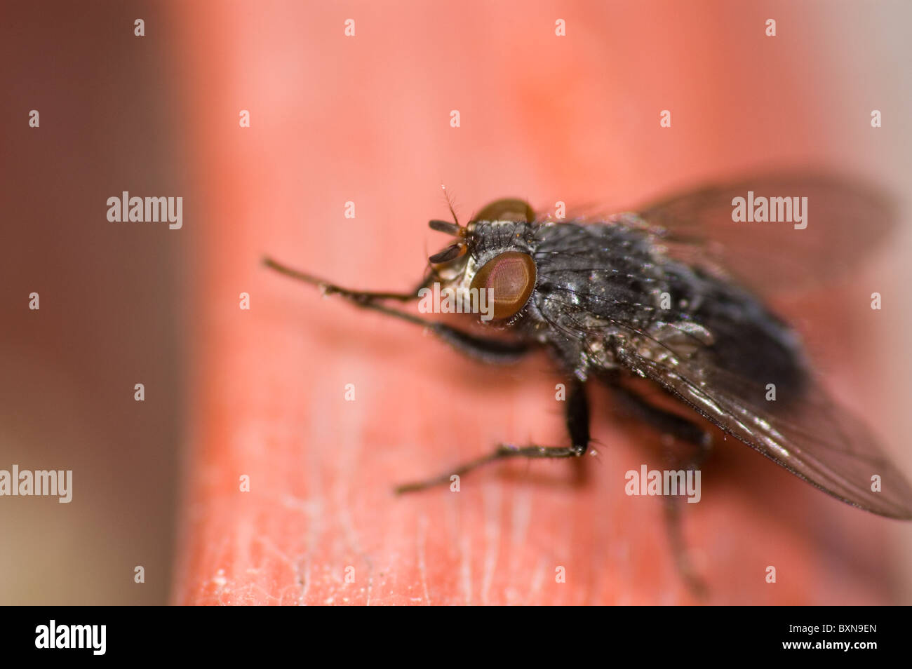 Photo of a fly (Sarcophaga sp Stock Photo - Alamy