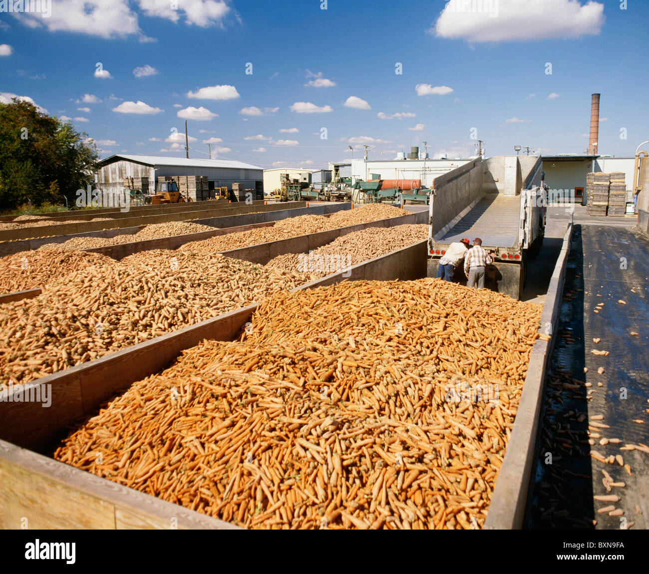 UNLOADING CARROTS AT PROCESSING PLANT Stock Photo - Alamy