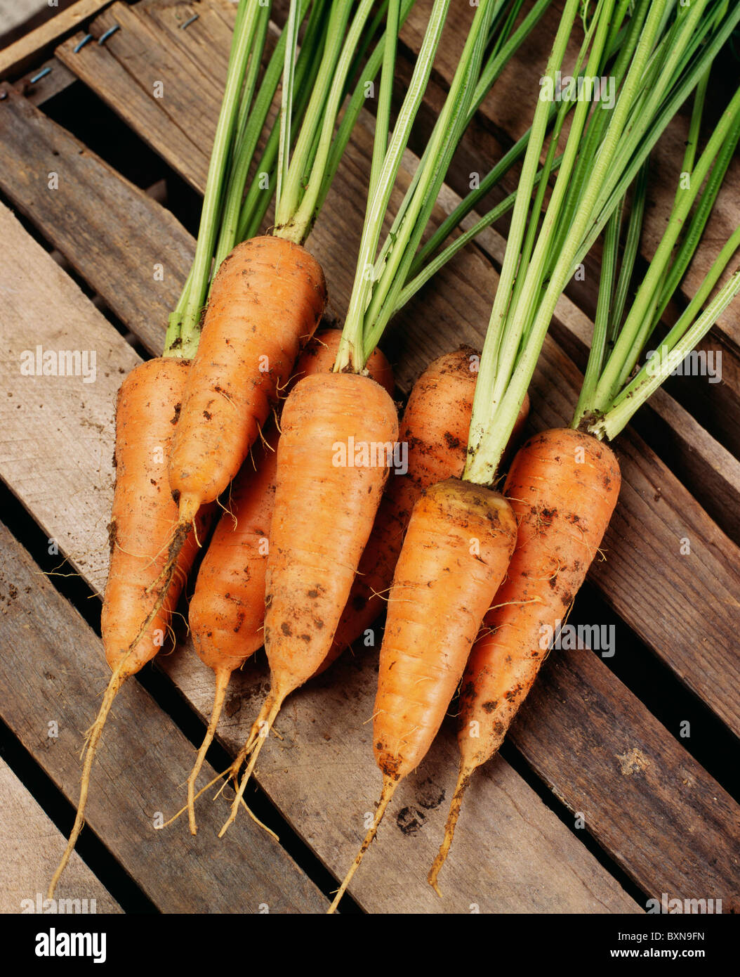 Sweet Rocket Hybrid Carrot (Daucus carota) organically grown bunch ...