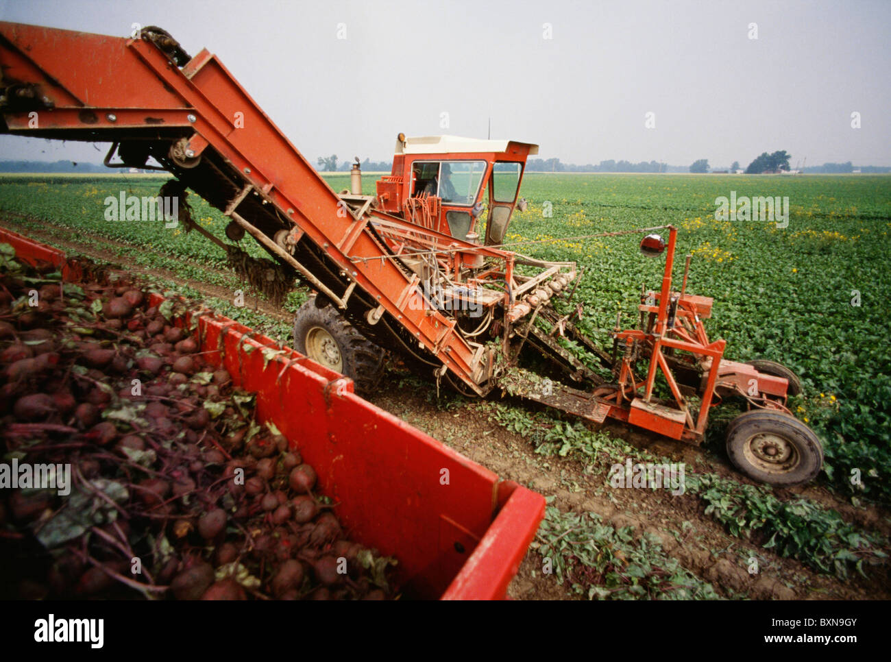HARVESTING BEETS (TABLE BEETS) MOUNT MORRIS, NEW YORK Stock Photo - Alamy
