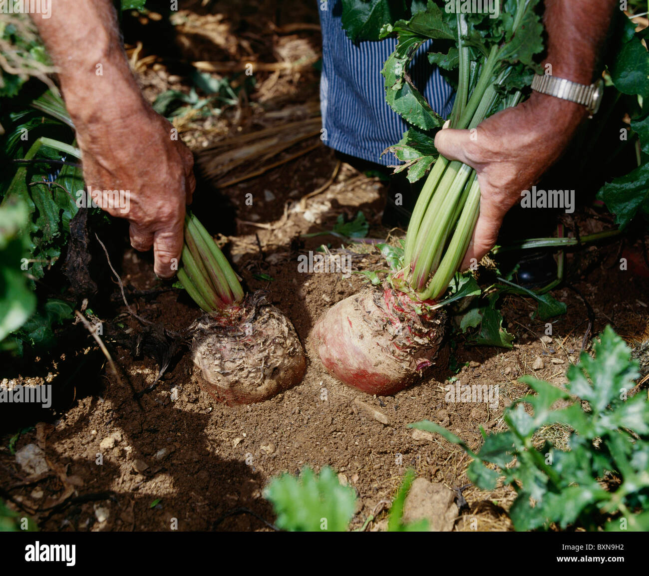 Pulling beet hi-res stock photography and images - Alamy