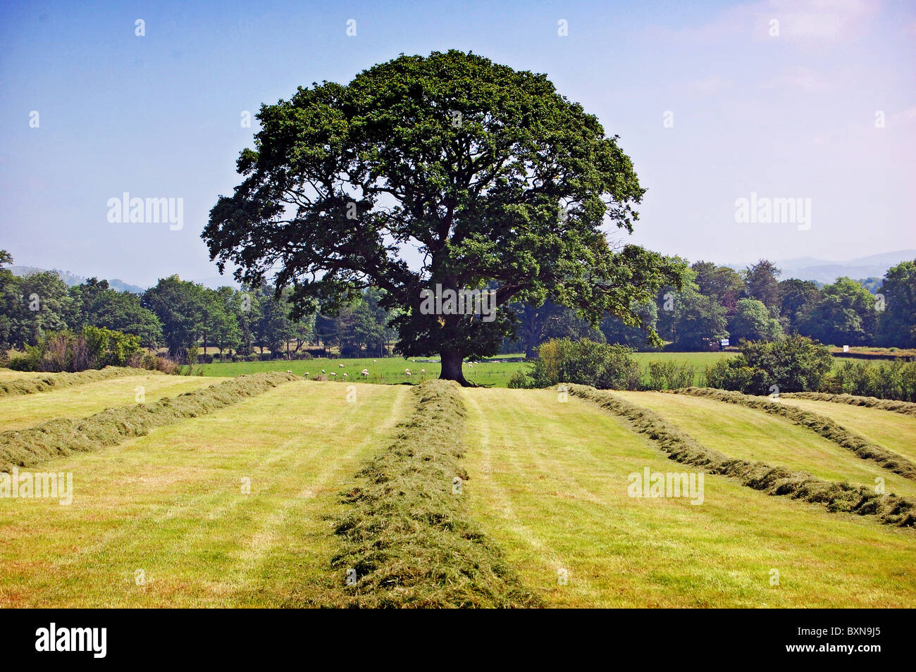 grass drying in the sun to make hay with a oak tree in the distance ...