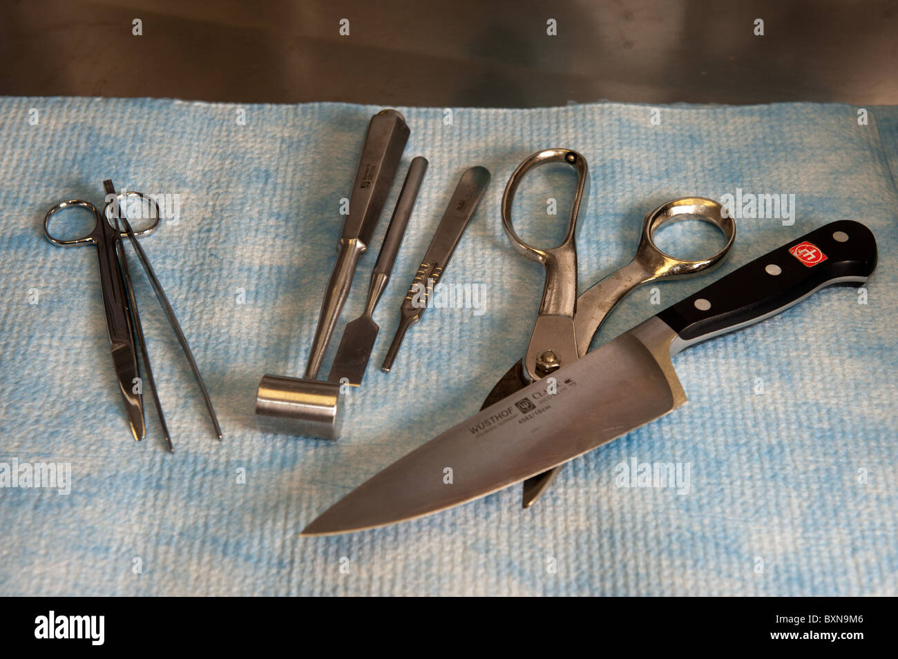 Necropsy hi-res stock photography and images - Alamy