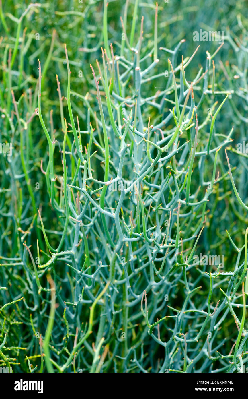 Acacia twisted hi-res stock photography and images - Alamy