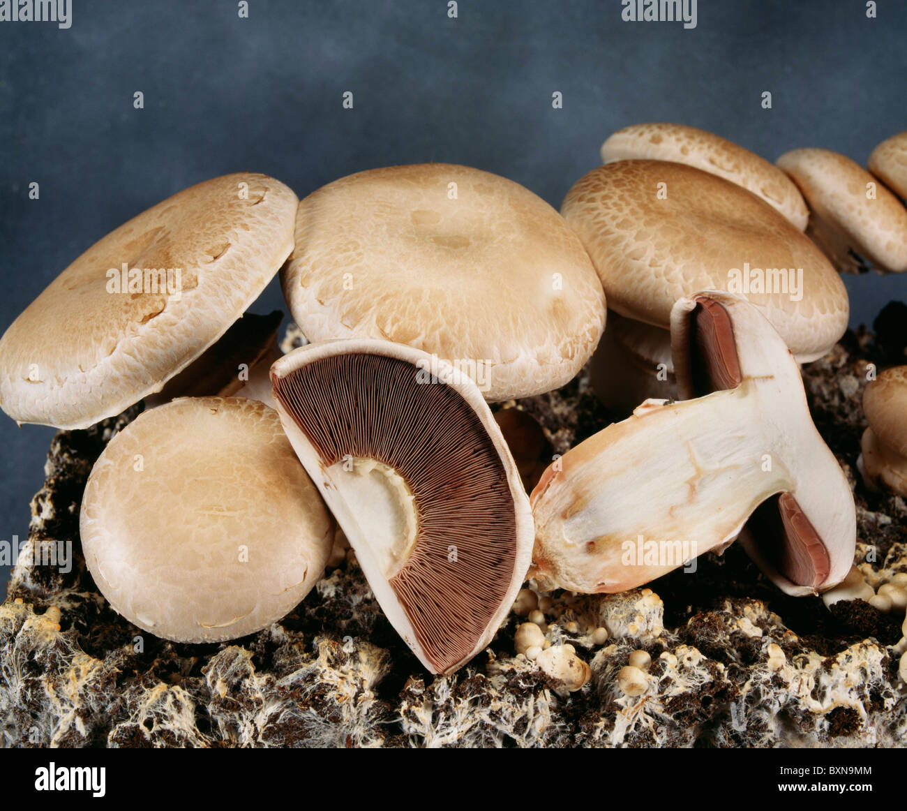 COMMERCIAL MUSHROOM (AGARICUS BISPORUS) SHOWING BUTTONS, FANCIES AND ...