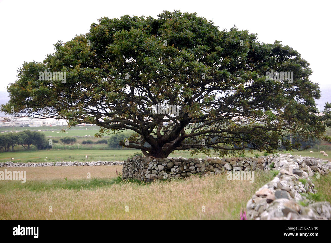 wall around an oak tree north wales Stock Photo - Alamy