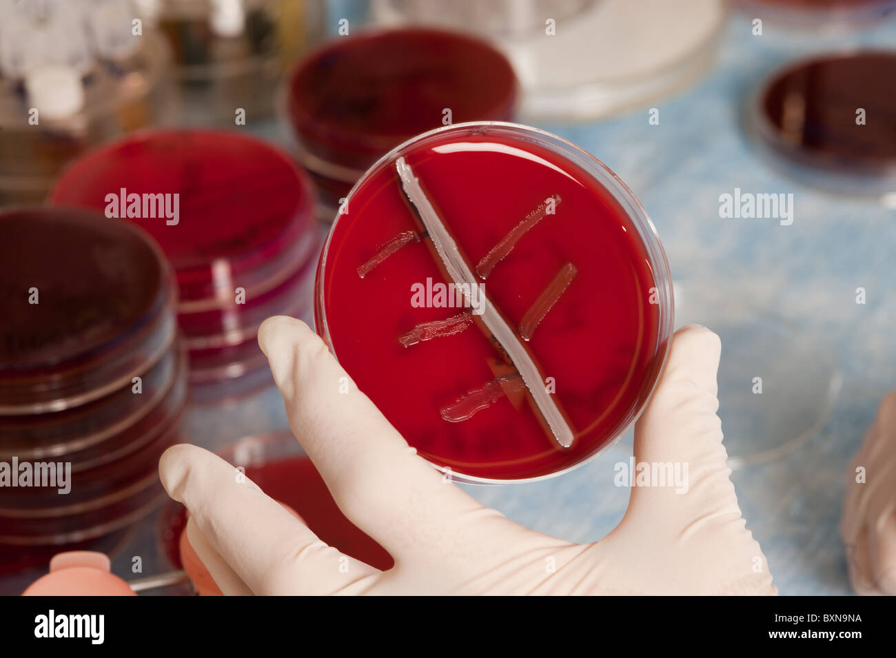 Culture lab hi-res stock photography and images - Alamy