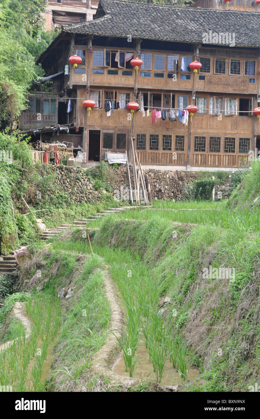 Wooden buildings in a stunning scenery at Longji Rice Terrace, Southern ...