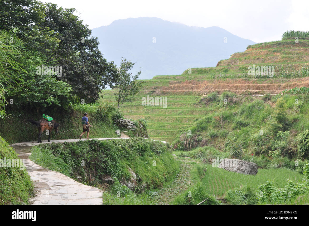 Chinese horse hi-res stock photography and images - Alamy
