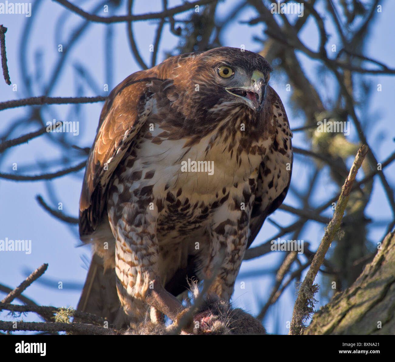 Red- tailed Hawk eating Stock Photo - Alamy