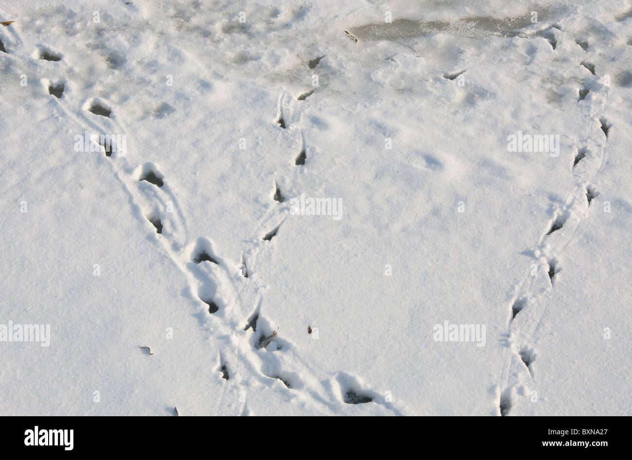 animal footprints of different sizes in the snow Stock Photo - Alamy