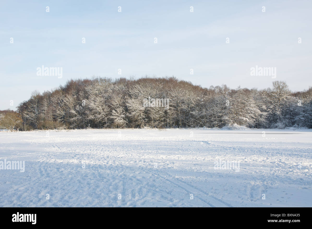 northern German landscape in winter with a forest in the background ...